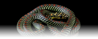 How Do Snakes Fly? | The Scientist