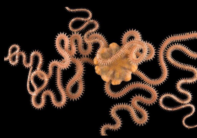 Diving Into the Brittle Star Genome to Understand the Evolution of ...