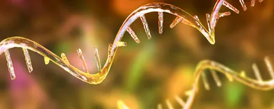 Probing the Structure of mRNA Molecules | The Scientist