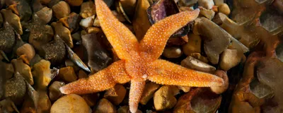 Researchers Discover How Starfish Cut Ties with Their Limbs | The Scientist