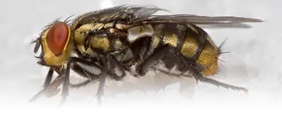 A Sweeter Living Space Promoted Bacterial Survival in Flies | The Scientist