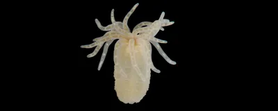 Elusive Stem Cell Population Finally Identified in Sea Anemones | The ...
