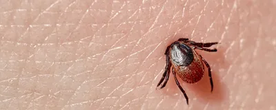 What Makes a Tick Stick? | The Scientist