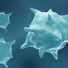 Bio X Cell Profile | The Scientist