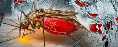 Targeting Mosquito Spit Could Stop Parasites in Their Tracks | The ...