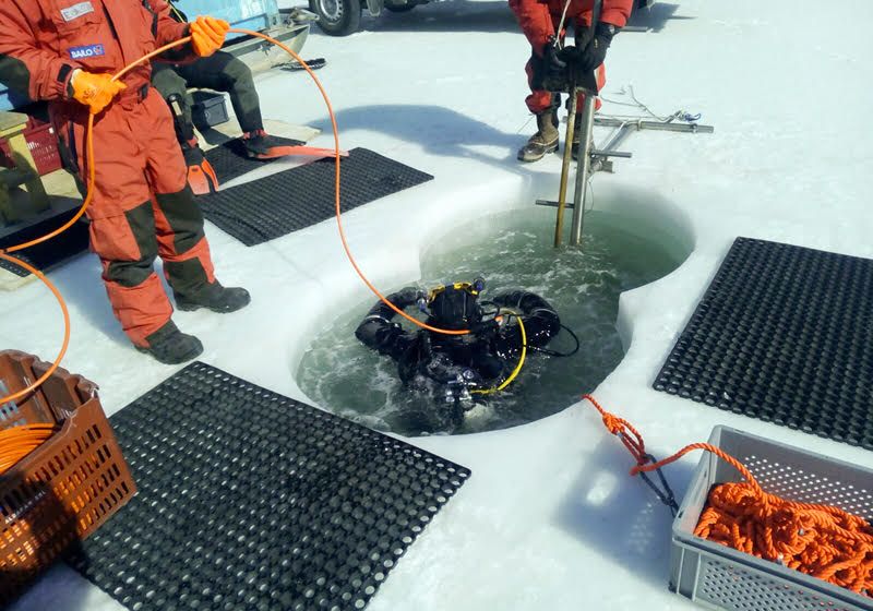 Bacteria Help Worms Brave the Harsh Antarctic Cold | The Scientist