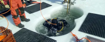 Bacteria Help Worms Brave the Harsh Antarctic Cold | The Scientist