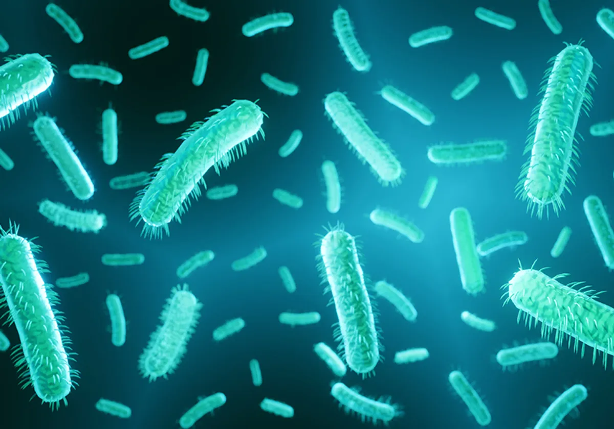 Escherichia Coli Microscope E. Coli Under The Microscope Types,