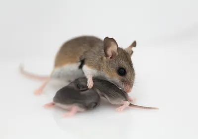 In a First, Mouse Pups with Two Dads Live to Adulthood | The Scientist