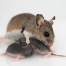 News | The Scientist