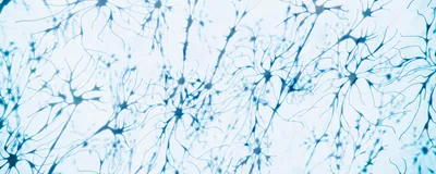 Visualizing Neuronal Activity with High-Speed Voltage Imaging | The ...