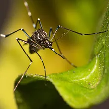 News | The Scientist