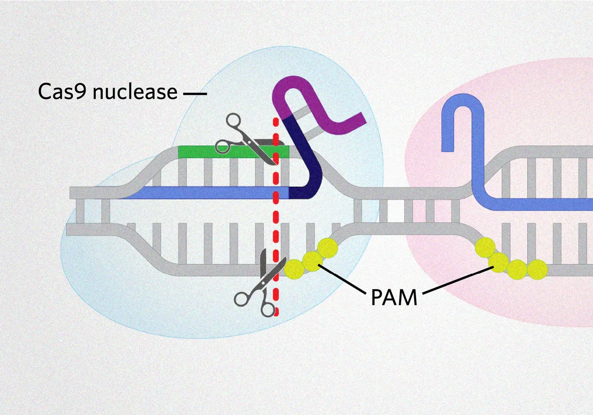 Article | The Scientist