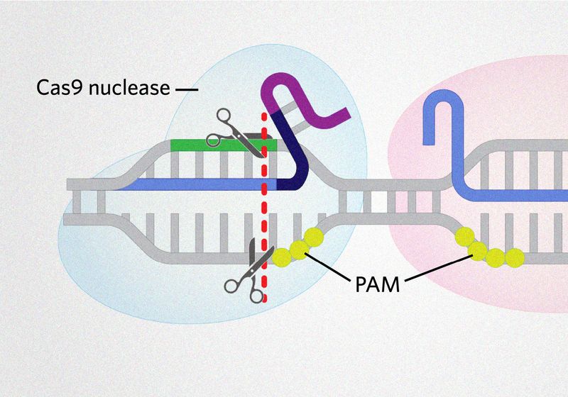 Cas12 vs Cas9: What’s the Difference? | The Scientist