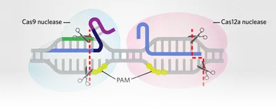 What’s the Difference Between Cas9 and Cas12a Nucleases? | The Scientist