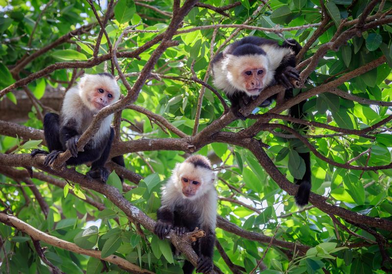 Monkey Poop Reveals How Stress Boosts Survival | The Scientist