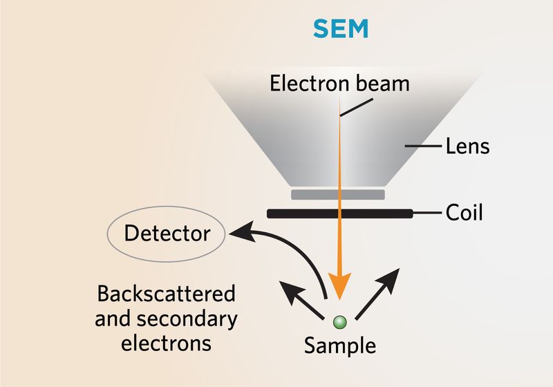 What’s the Difference Between SEM and TEM? | The Scientist