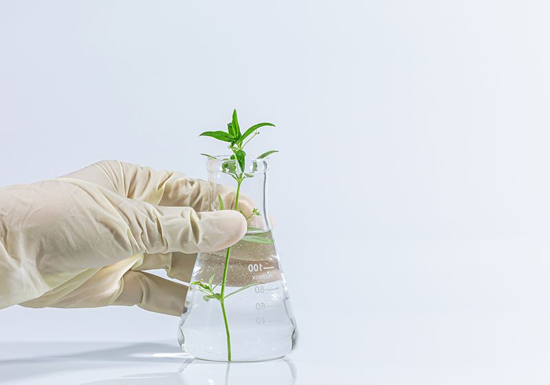 Plant Genomics is Blooming, and It Could Change How We Grow Food | The ...