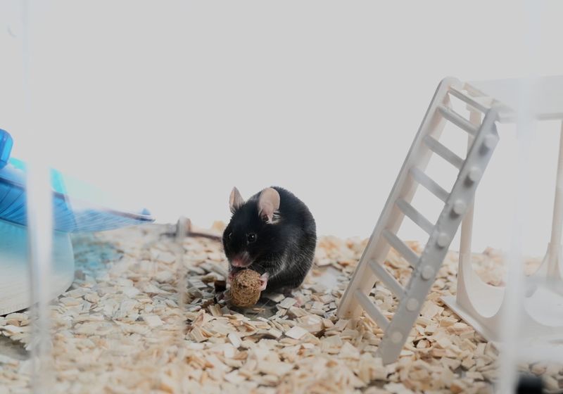 AI-Powered Tech Enables Continuous Lab Animal Monitoring | The Scientist