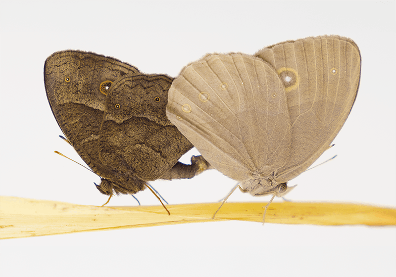 Butterfly Wing Colors Explained by MicroRNA | The Scientist