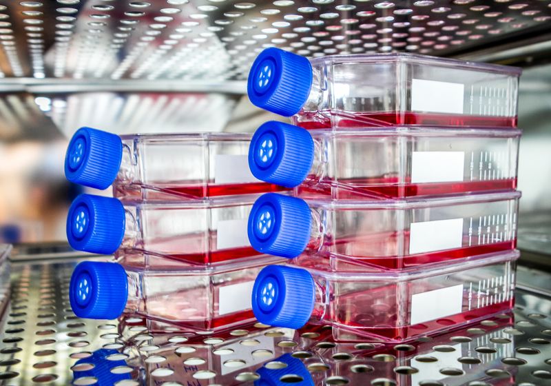 Navigating the Complexities of Cell Culture | The Scientist