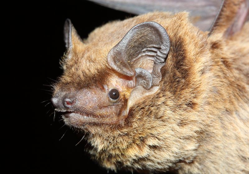 Bats Sing Sort of Like Birds | The Scientist