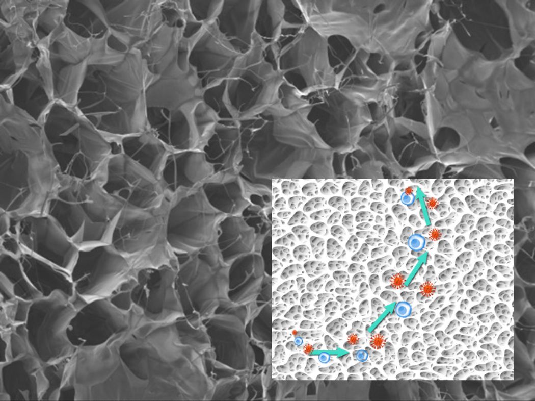 A Sponge Can Simplify Lentivirus Transduction | The Scientist