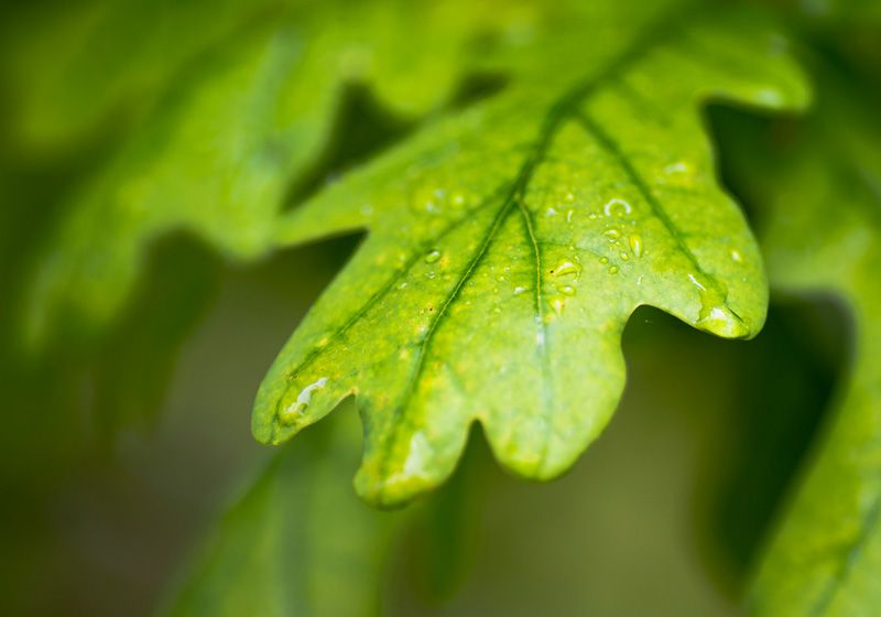 Distinct Oak Leaf-Shaped Cells Support Lymph Vessels | The Scientist