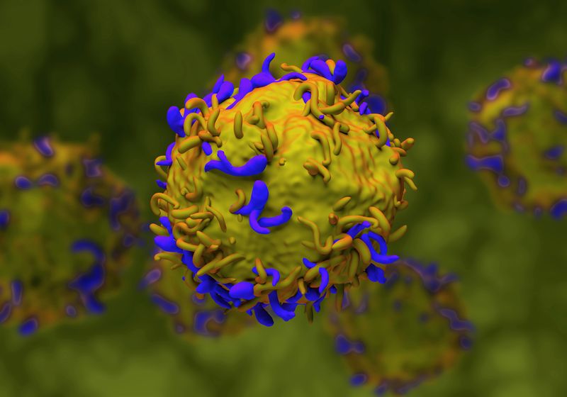 Study Confirms Safety of Genetically Modified T Cells | The Scientist
