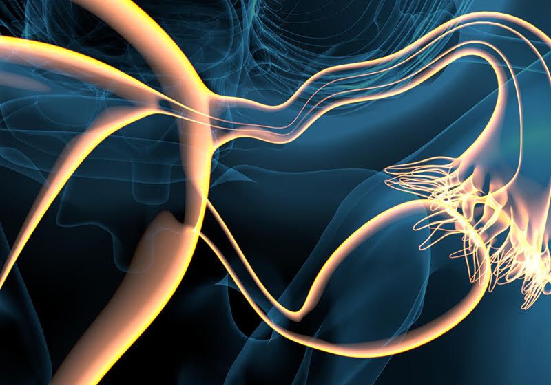 Mapping the Fallopian Tubes to Understand Reproductive Health | The ...