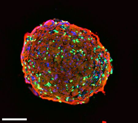 Carving Out a Niche for Muscle Stem Cells with 3D Culture | The Scientist