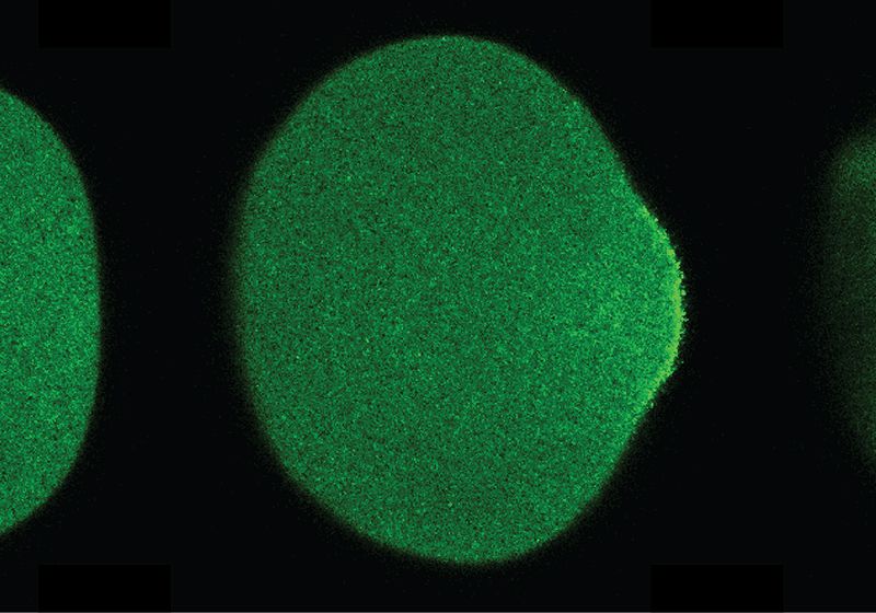 Round Cells Square Up with an Optogenetic Switch | The Scientist