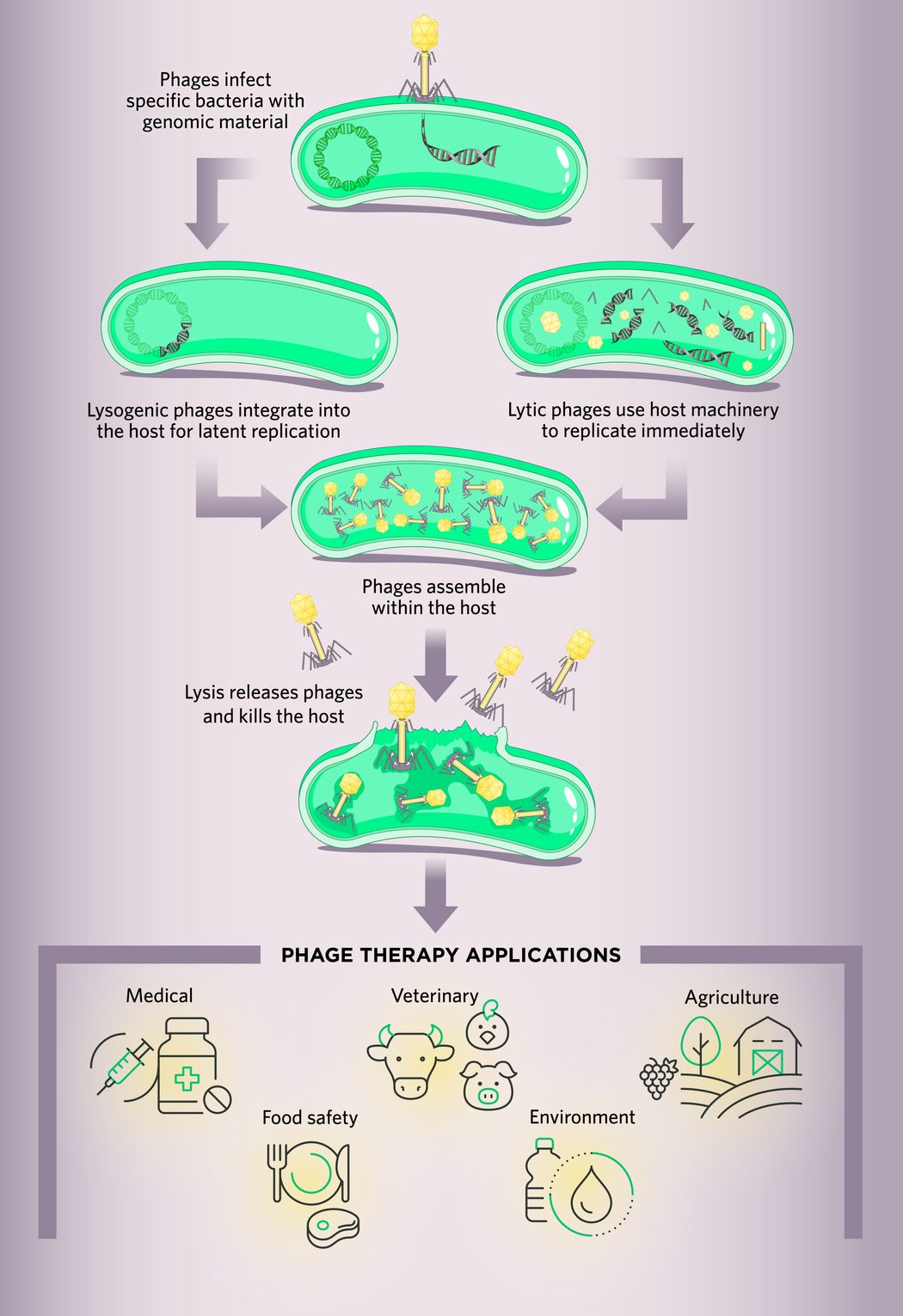 Phage Therapy Re-emerges as an Antibiotic Alternative | The Scientist