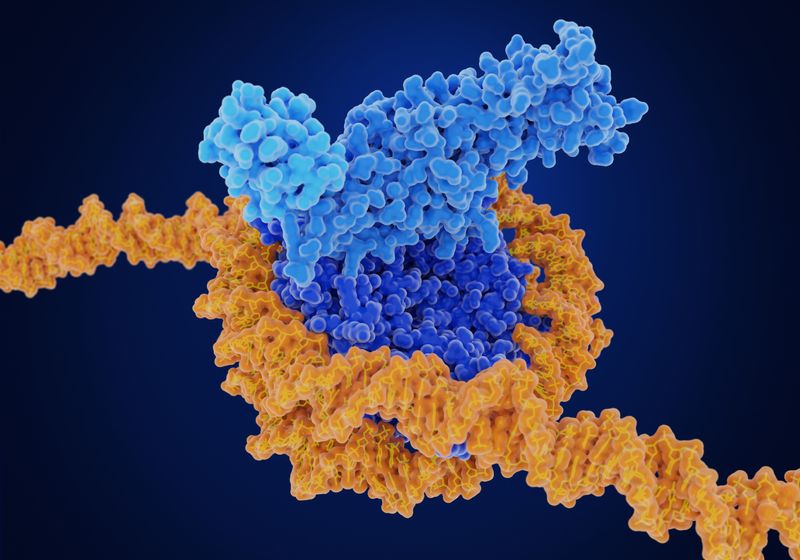 Tools for Studying Histone Modification | The Scientist