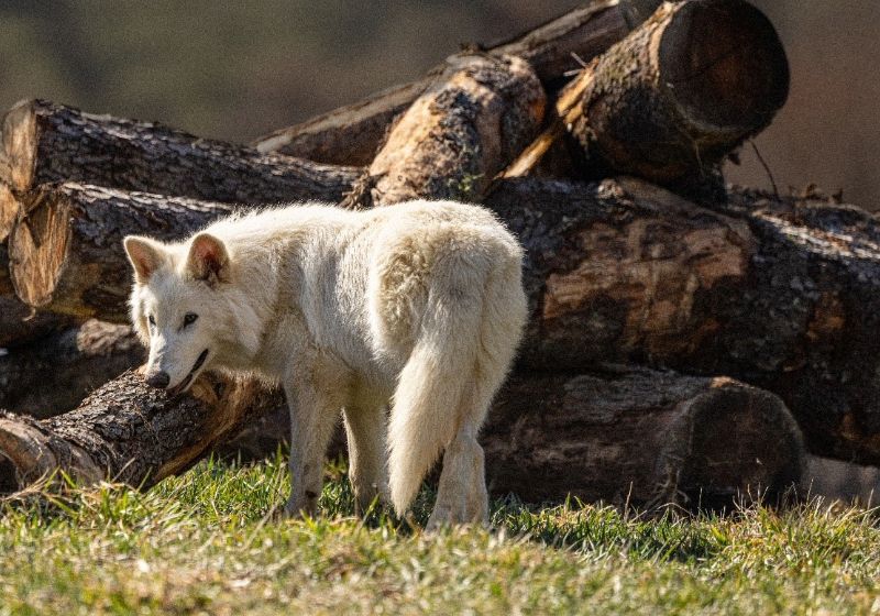 Science & Society | The Scientist