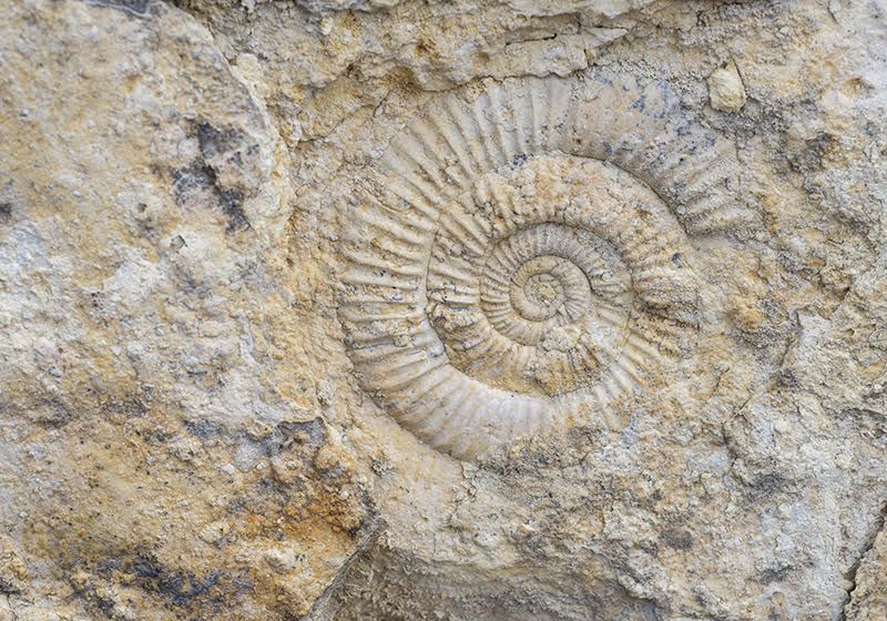 Aerobic Bacteria May Predate Earth’s Oxygen Boom | The Scientist