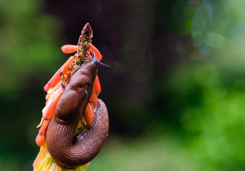 Finding Bio-inspiration in Slug-Made Hydrogels | The Scientist