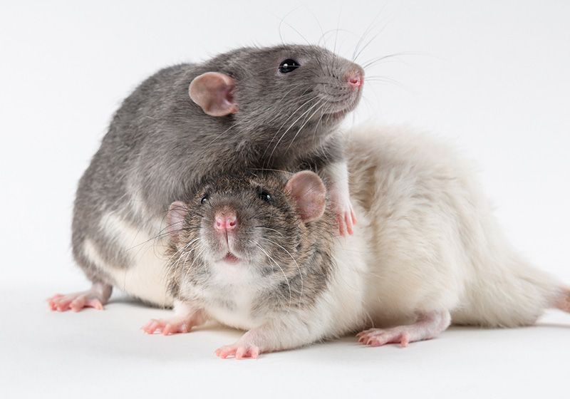 The Nutshell | The Scientist