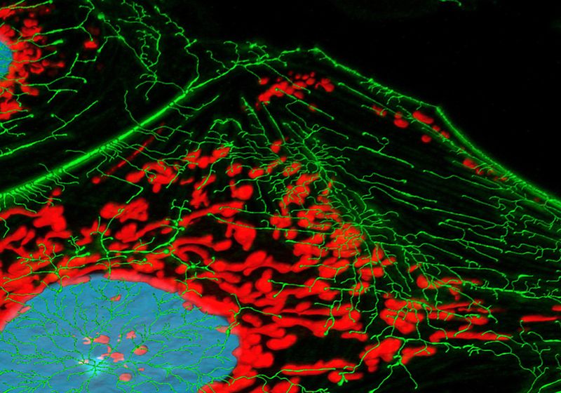 Agilent BioTek Cytation C10 Confocal Imaging Reader | The Scientist
