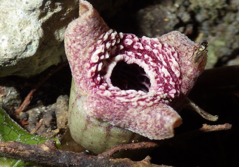 Floral Stink Evolved Through Three Amino Acid Changes | The Scientist