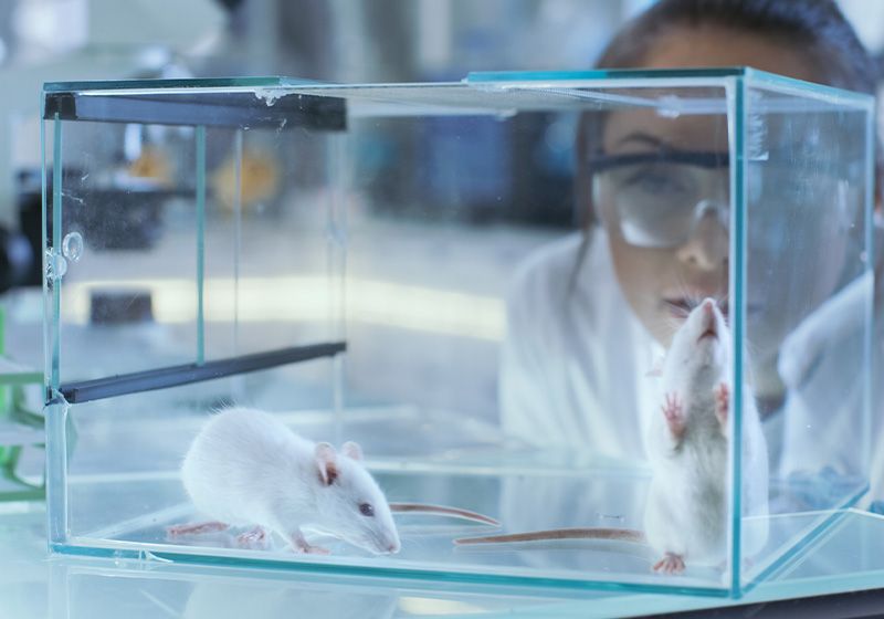 Is This the End of Animal Testing? FDA Announces Plans to Phase Out ...