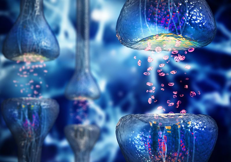 Human Hormones and Their Functions | The Scientist