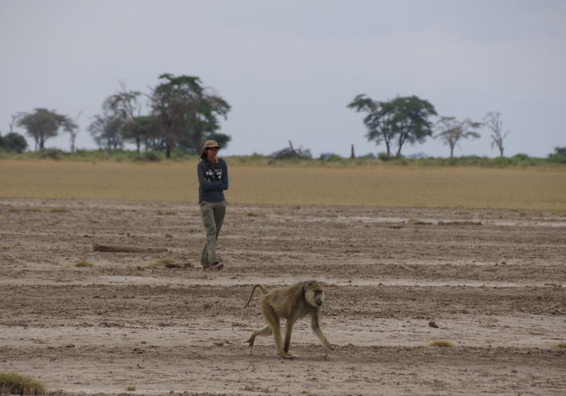 Microbes in Baboon Poop Offer Clues into Aging | The Scientist