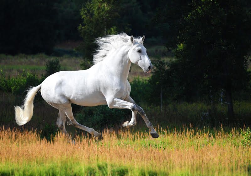 Galloping Towards a Better Understanding of Cancer | The Scientist