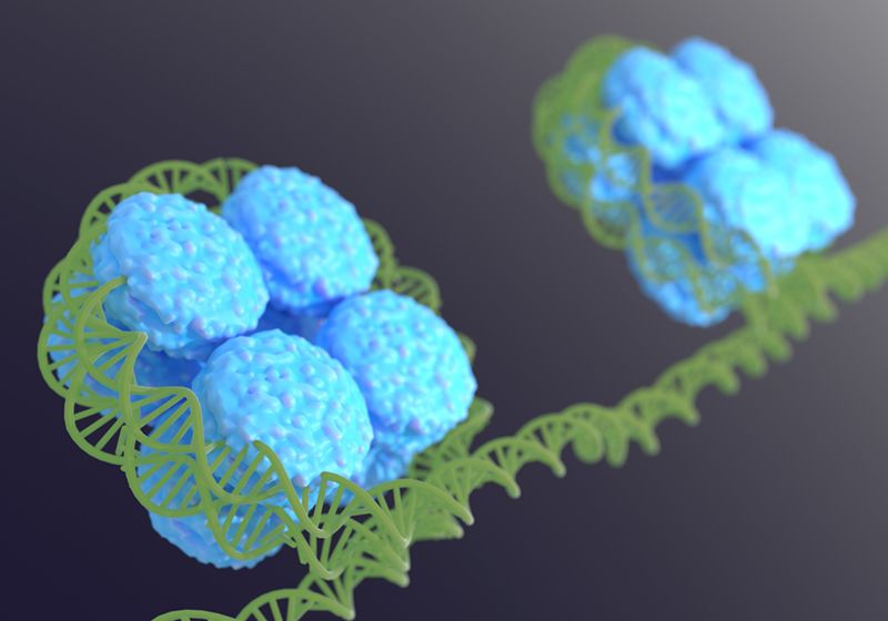 3D Genome Rewiring Alters Gene Expression in Cancer | The Scientist