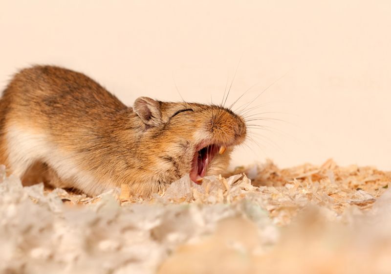 New Brain Circuit Helps Recover Lost Sleep | The Scientist