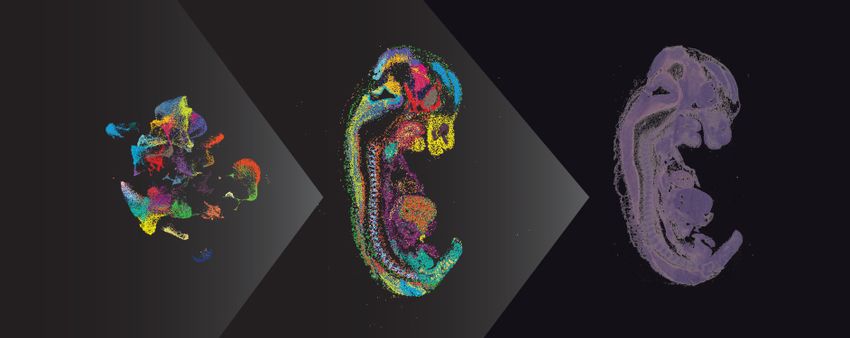 Advance Single-Cell Studies with Spatial Insights | The Scientist