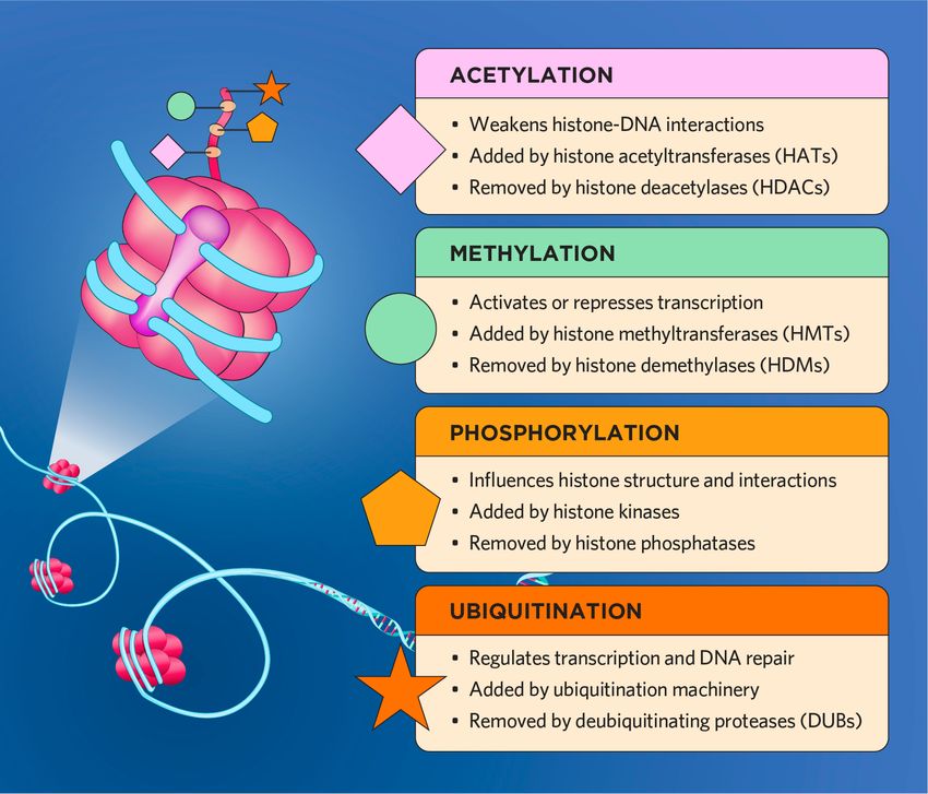 Histone Modification Types and Effects | The Scientist