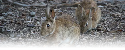 Controlling Pesky Rabbits with Viruses | The Scientist