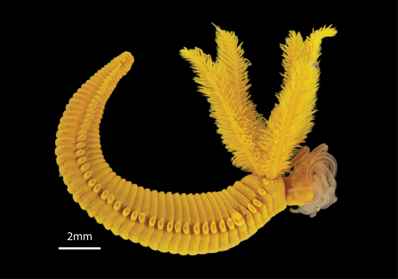 Deep-Sea Worms Detoxify Harmful Elements to Thrive | The Scientist